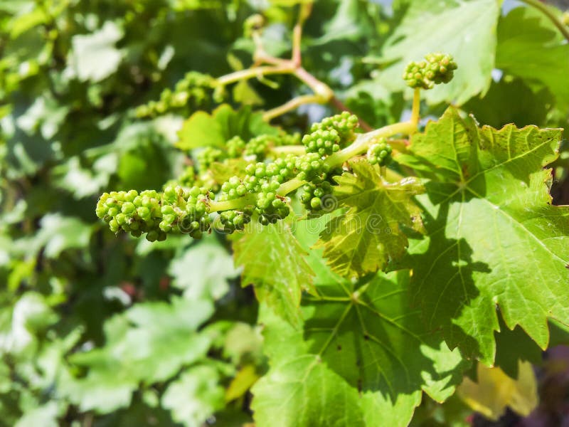Grape Flower Buds, Baby Grapes, Small Berries. Close-up Of Flowering ...