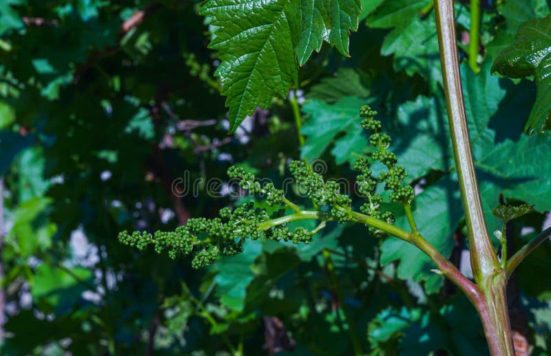 Grape flower stock photo. Image of season, rural, vine - 250388534