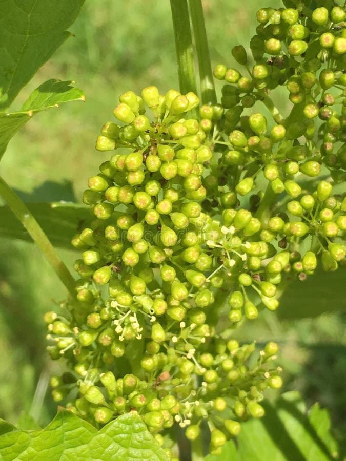 Grape flowering stock photo. Image of grapevine, flowering - 77277234