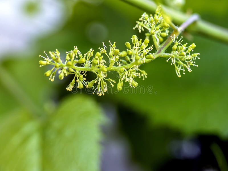 Grape Flowers on a Branch in the Garden, Macro Stock Image - Image of ...