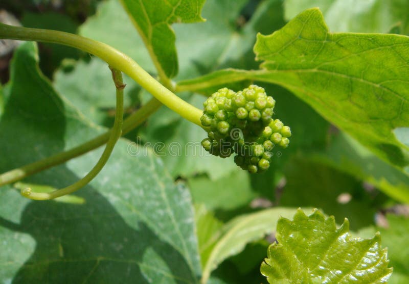 Grape flowers buds stock image. Image of grape, leaf - 73346975
