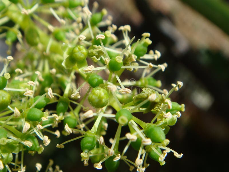 Grape flowers stock photo. Image of buds, agriculture - 73347396