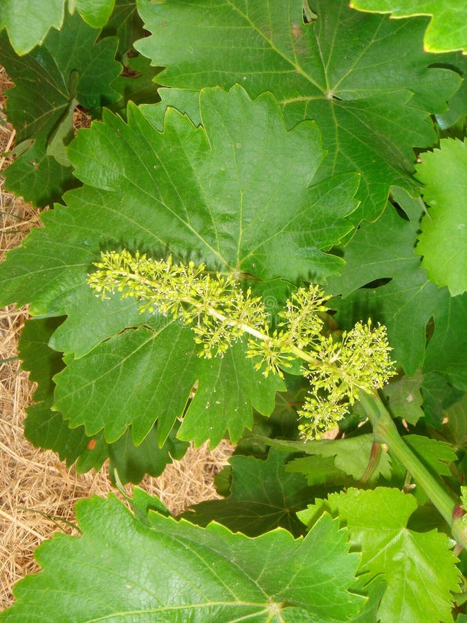 Grape flowers stock image. Image of spring, flowers, mediterranean ...