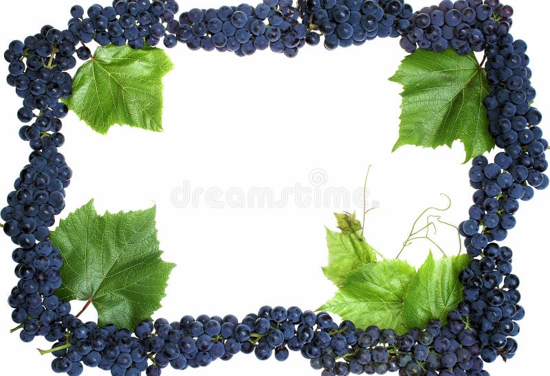 Grape frame stock image. Image of black, leafs, wine, dark - 2989757