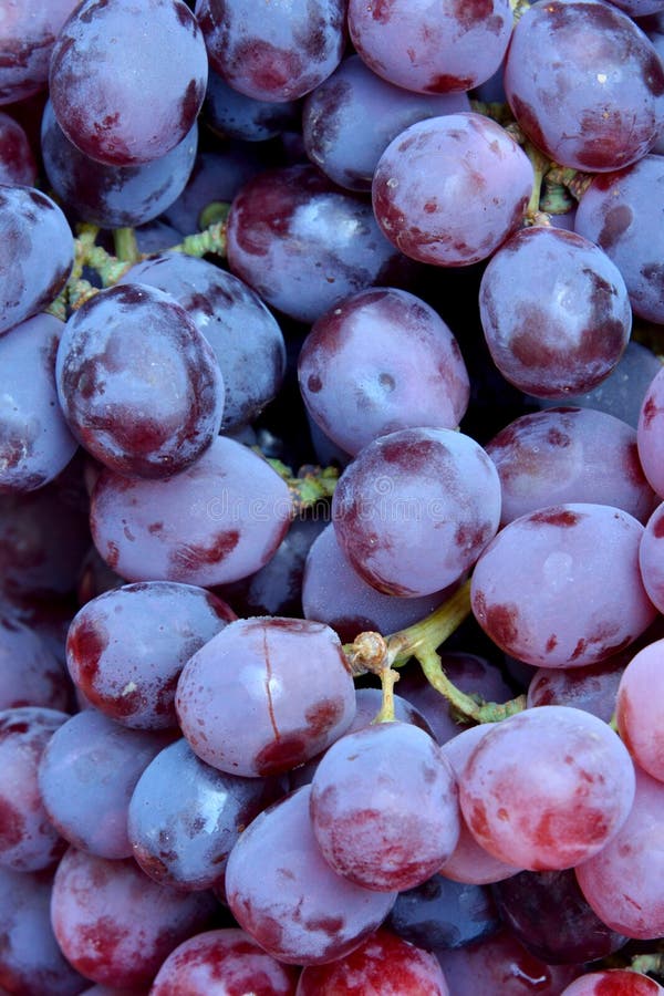 Grape in fresh stock image. Image of rich, fruit, healthy - 33802979