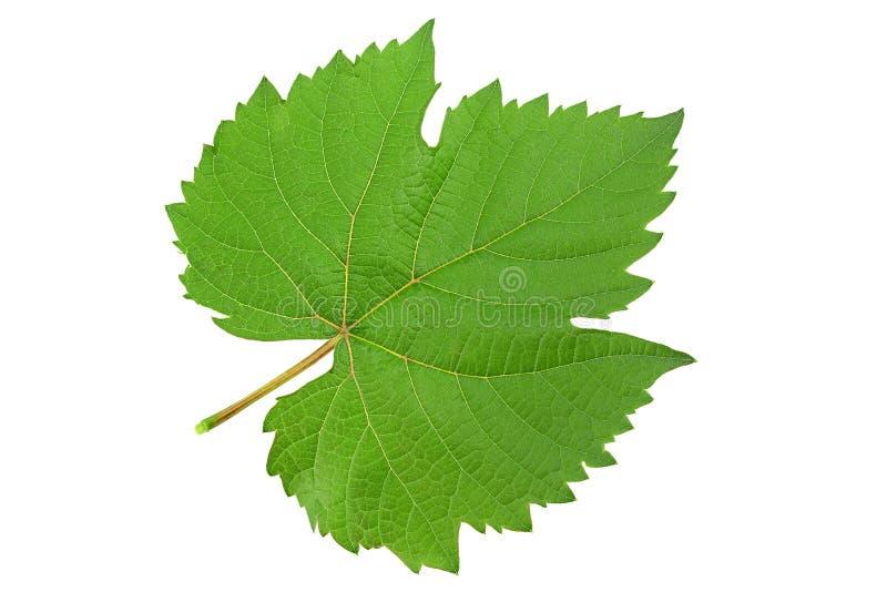 Closeup of a grape leaf stock image. Image of background - 121306169