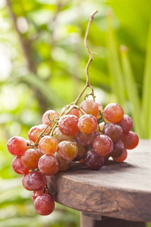 Grape stock image. Image of bunch, cluster, group, horizontal - 43073233