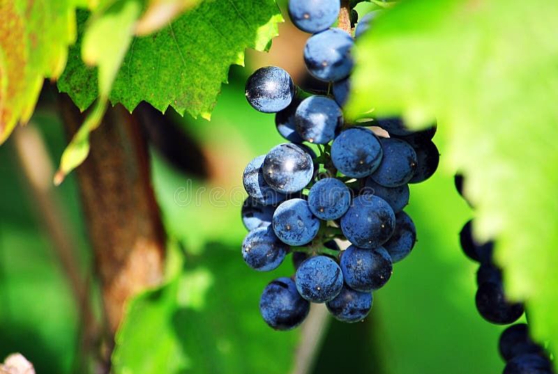 Grape, Fruit, Grapevine Family, Bilberry Picture. Image: 112589631