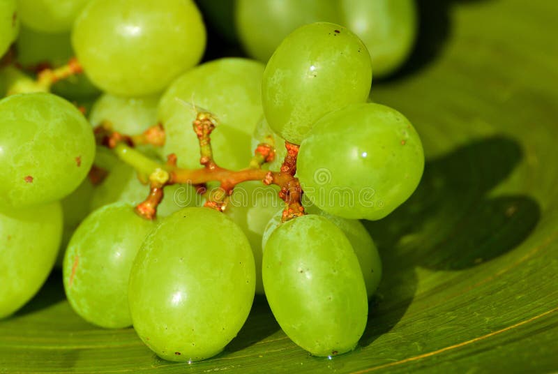 Grape, Fruit, Grapevine Family, Seedless Fruit Picture. Image: 114866810