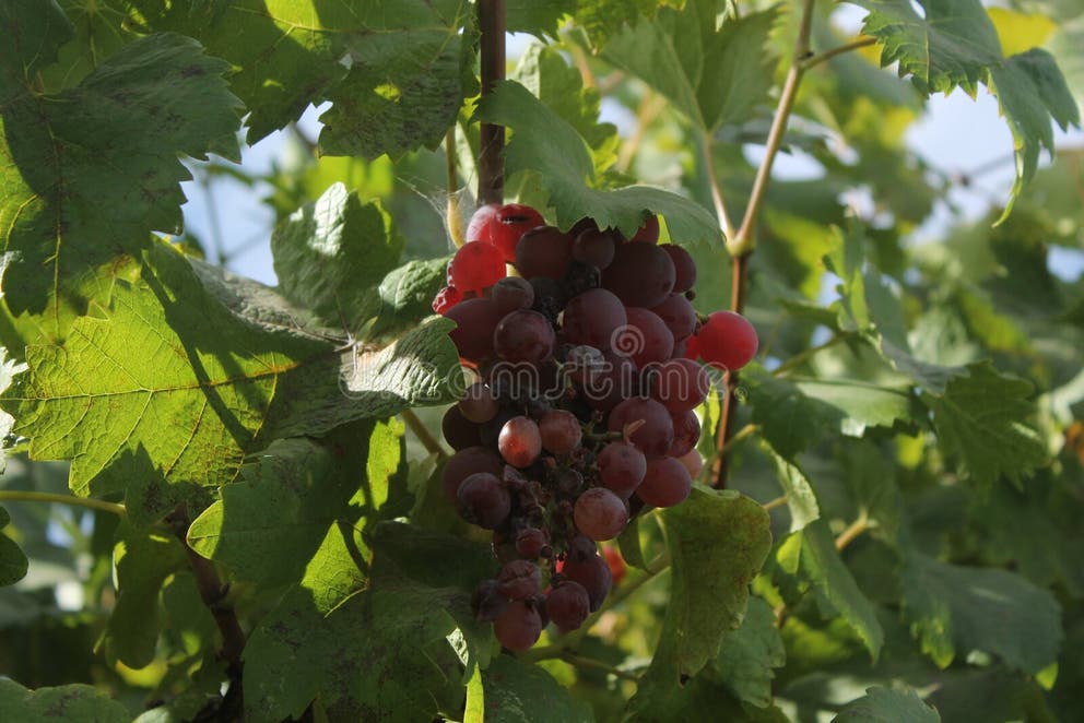 Grape, Fruit, Grapevine Family, Seedless Fruit Stock Image - Image of ...