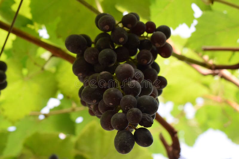 Grape, Fruit, Grapevine Family, Seedless Fruit Stock Photo - Image of ...
