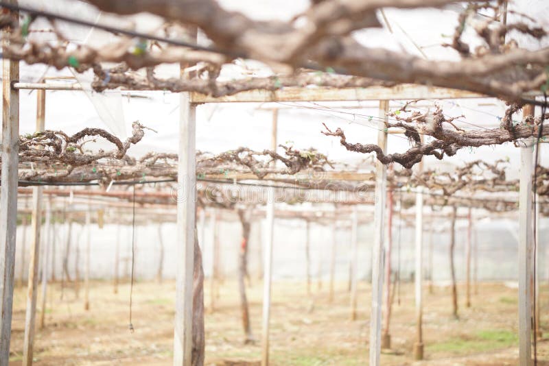 Grape Fruit Plant Tree Growing in Vineyard Farm Stock Image - Image of ...