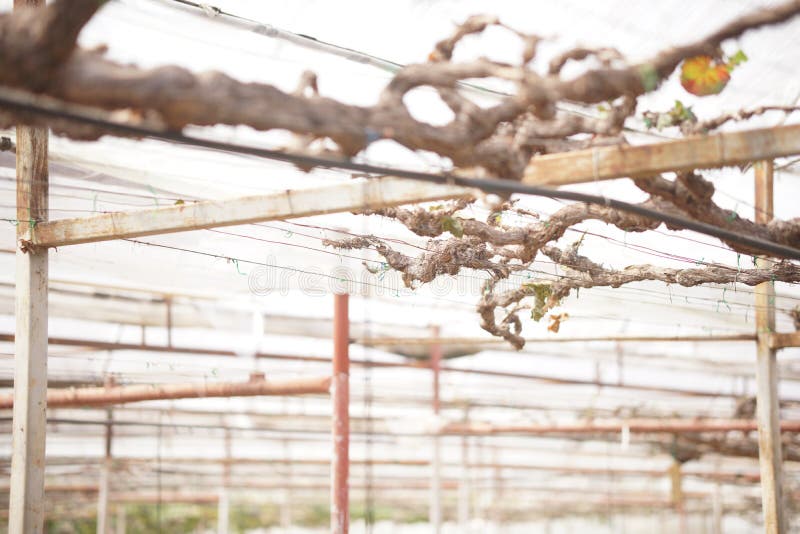 Grape Fruit Plant Tree Growing in Vineyard Farm Stock Photo - Image of ...
