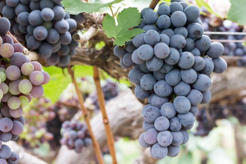 Grape fruit on tree stock photo. Image of crop, colorado - 58865422