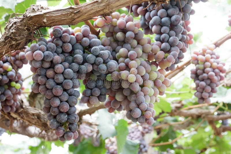 Grape fruit on tree stock image. Image of grape, fresh - 58863943