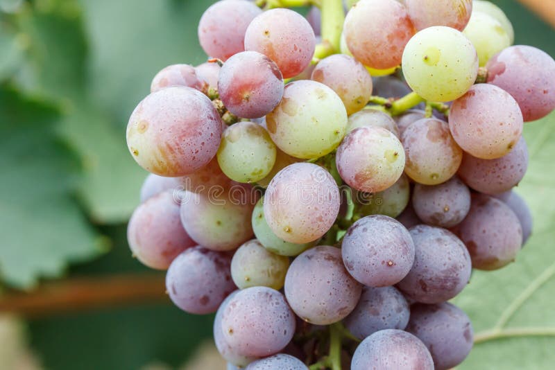 Grape fruit on tree stock photo. Image of crop, colorado - 58865422