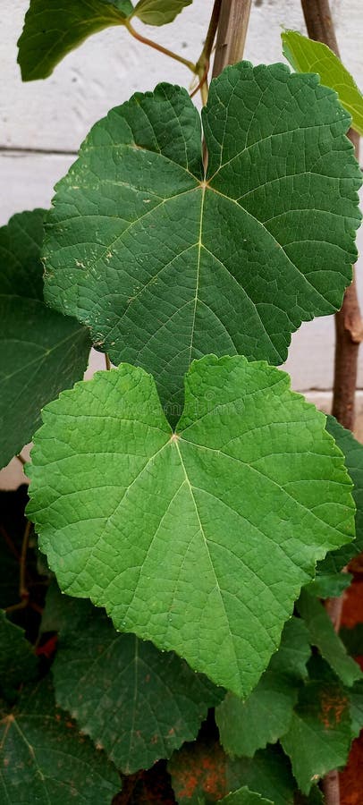 Close Up View of Grape Fruit Leaves Shape, Which Planted in the ...