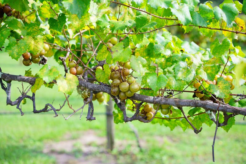Grape Fruit Trees in a Florida Farm Stock Image - Image of mountain ...