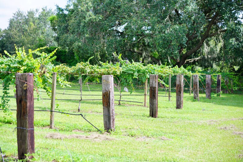 Grape Fruit Trees in a Florida Farm Stock Image - Image of beautiful ...