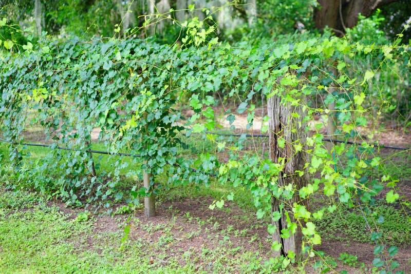 Grape Fruit Trees in a Florida Farm Stock Image - Image of grass ...