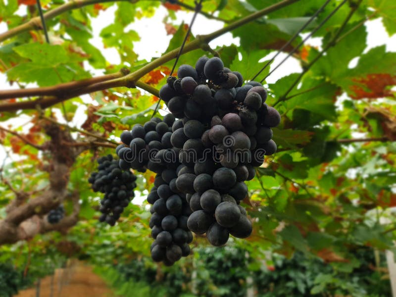 Grape in the garden stock photo. Image of nature, grape - 163690132
