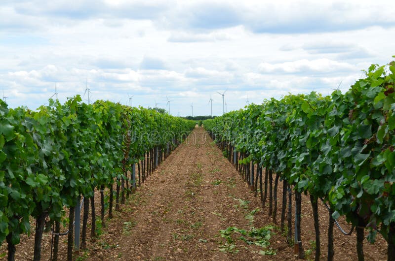 Grape garden stock photo. Image of leaves, landscape - 64028274