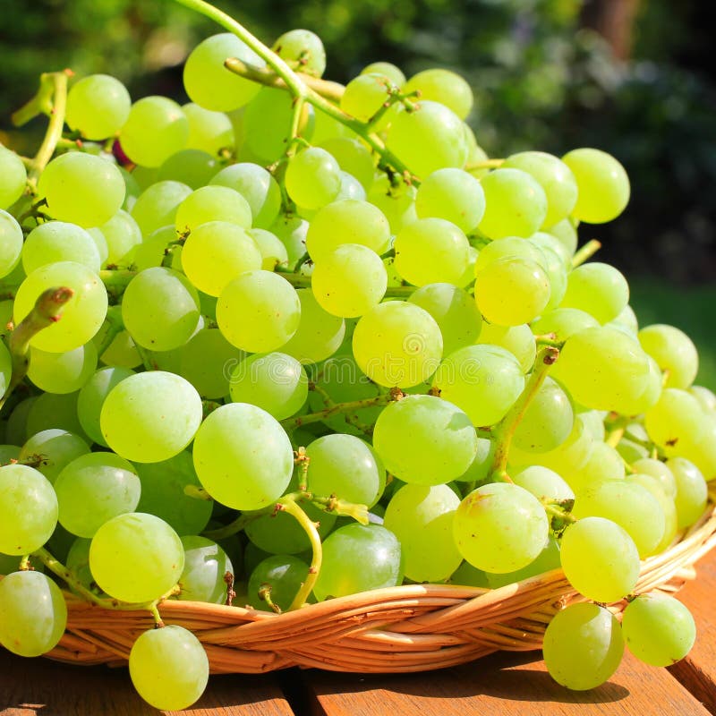 Grape stock image. Image of gathering, pick, grapes, cluster - 44601075