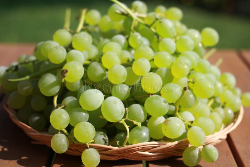 Grape stock photo. Image of autumn, pick, grape, wine - 44600968