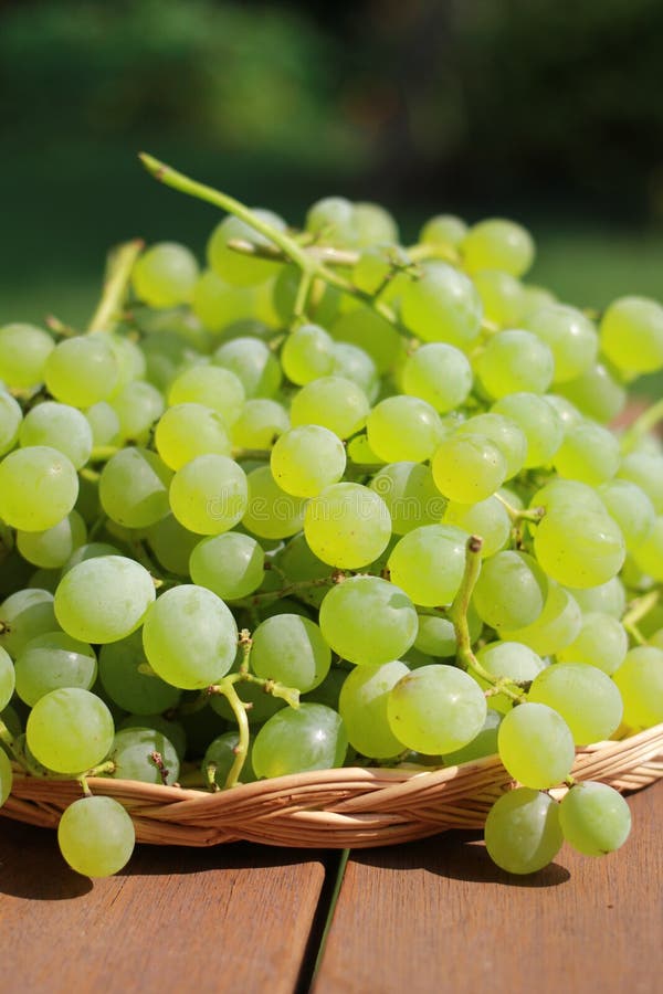 Grape stock image. Image of october, greedy, bunch, wine - 44600989