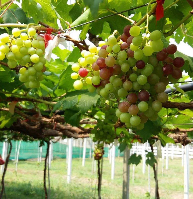 Grape stock photo. Image of happy, grape, spyrid, good - 86533330