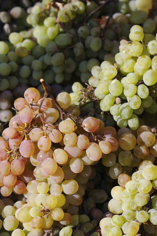 Grape grape grape stock image. Image of food, plant, autumn - 10612299