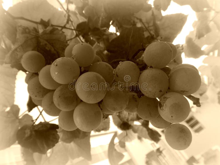 Grape stock photo. Image of crop, field, flora, countryside - 103025228