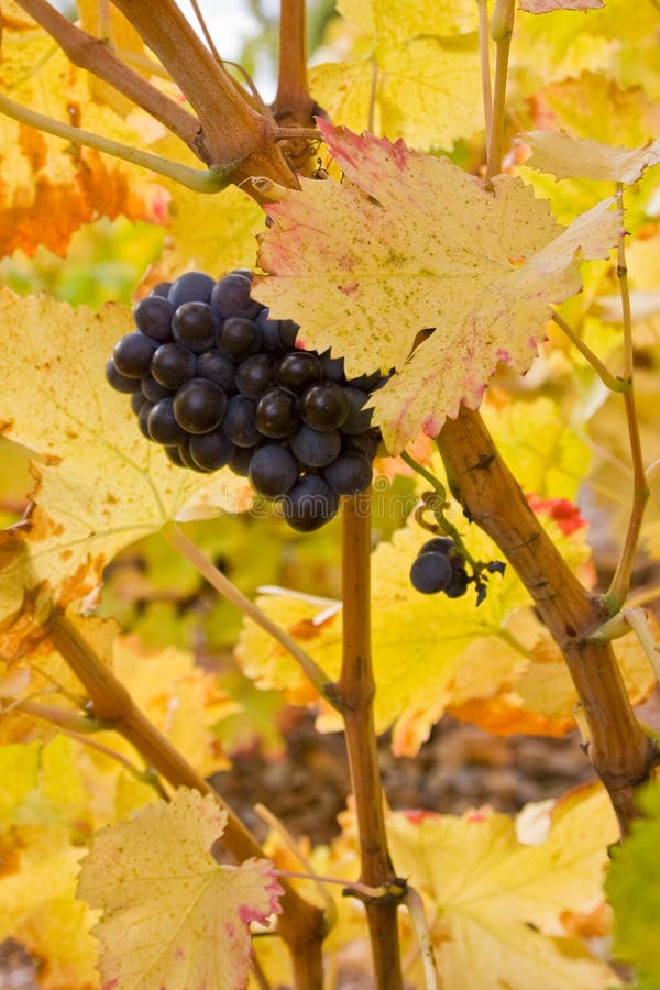 Grape on a grapevine stock photo. Image of vine, fall - 11390552