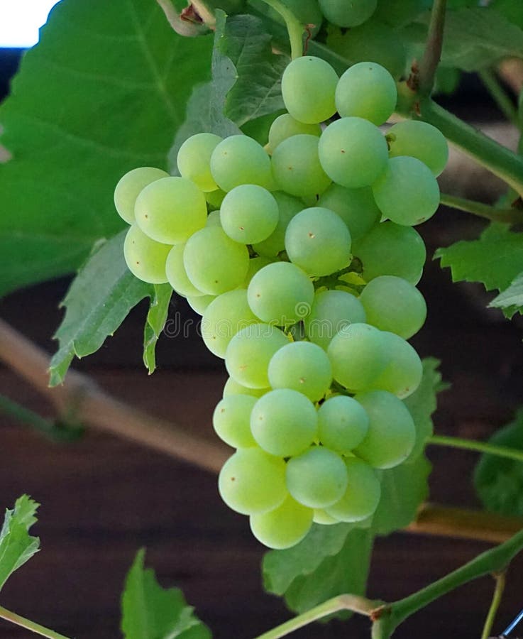 Grape, Grapevine Family, Fruit, Seedless Fruit Picture. Image: 132861315