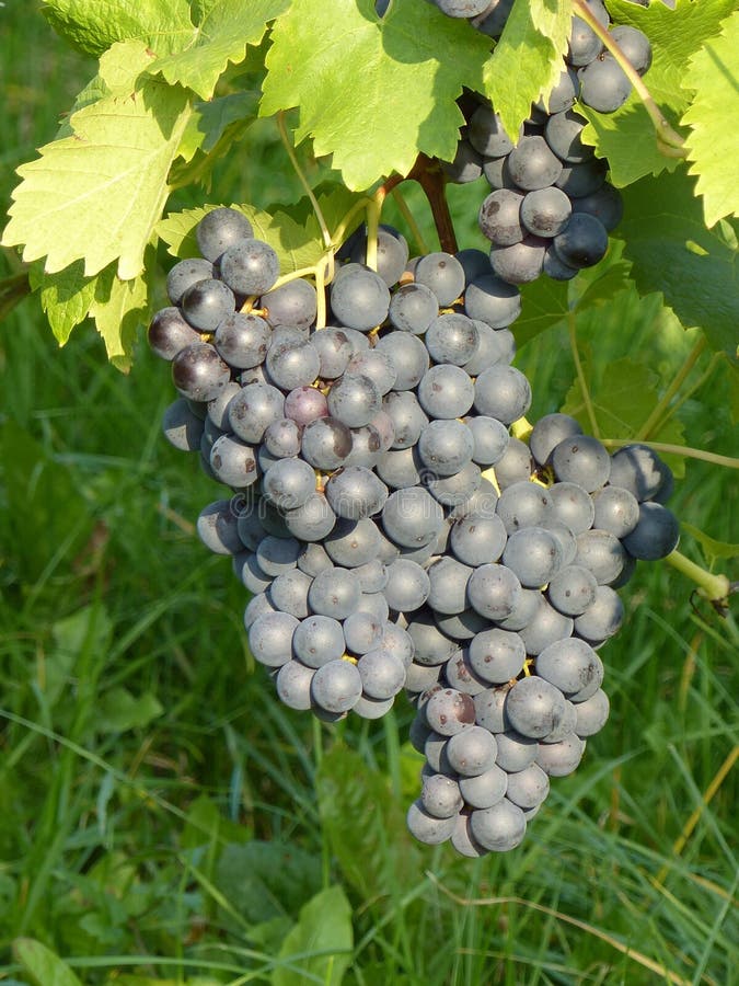 Grape, Grapevine Family, Fruit, Vitis Picture. Image: 112841044