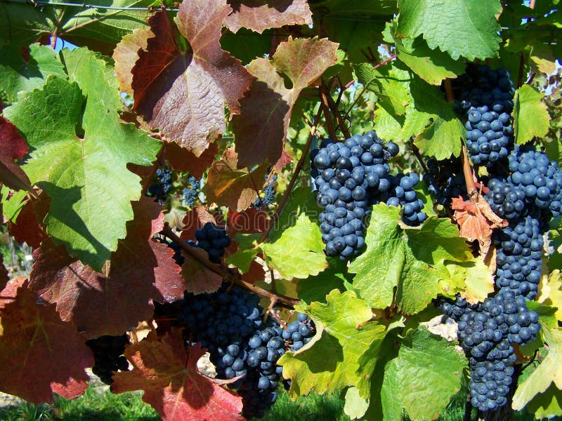 Grape, Grapevine Family, Fruit, Vitis Stock Image - Image of ...