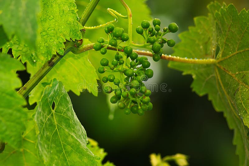 Grape, Grapevine Family, Grape Leaves, Leaf Picture. Image: 101082255