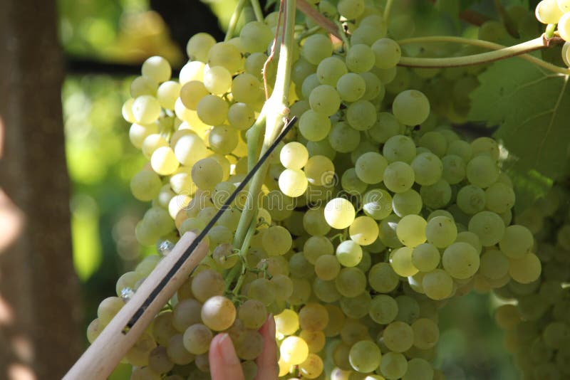 Grape, Grapevine Family, Seedless Fruit, Fruit Picture. Image: 132275202