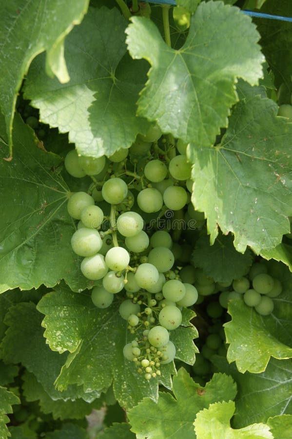 Grape, Grapevine Family, Seedless Fruit, Vitis Picture. Image: 129752660