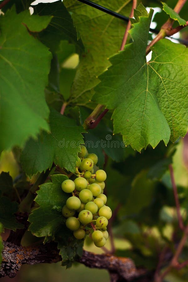Grape, Grapevine Family, Vitis, Seedless Fruit Picture. Image: 120412382