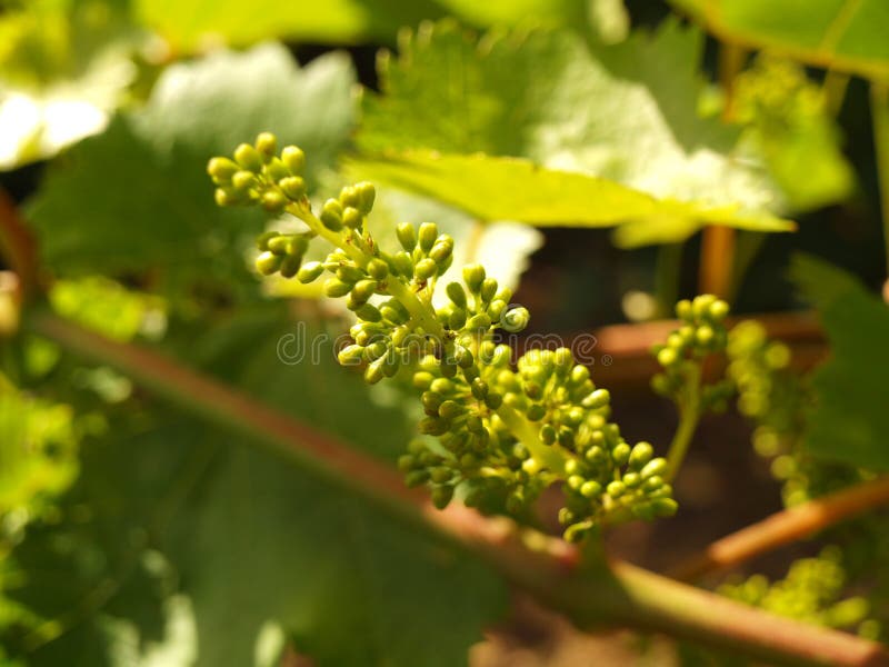 Grape stock image. Image of green, decoration, farming - 93021439