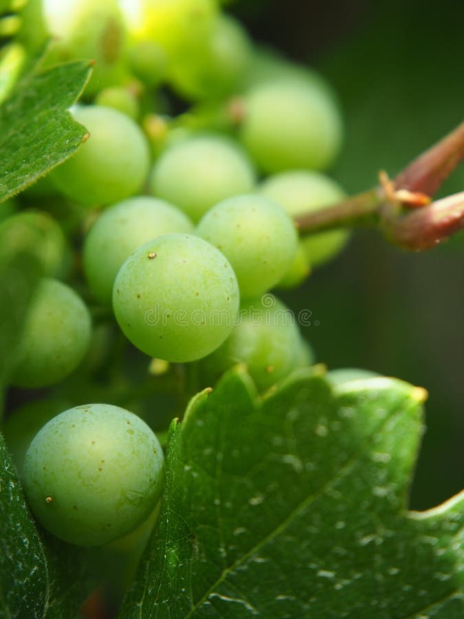 Grape, Green, Grapevine Family, Fruit Picture. Image: 120554453