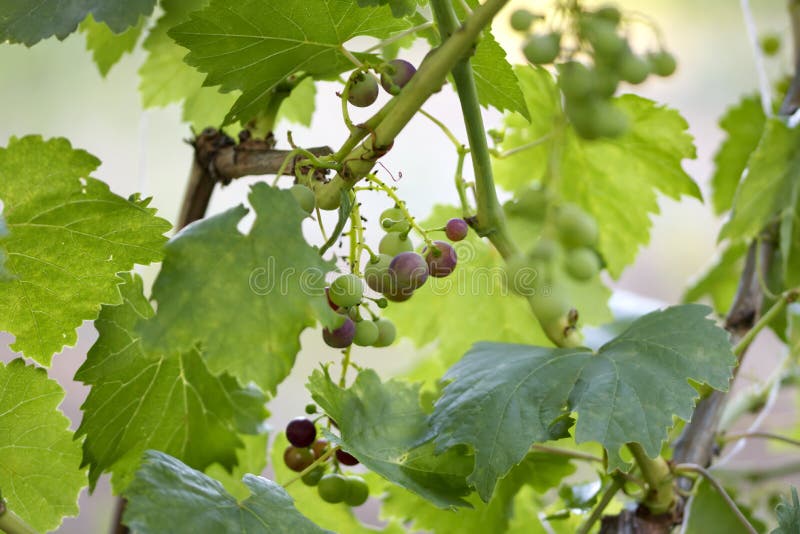 Grape Green Leaves Closeup.Background of Green Leaves Stock Image ...