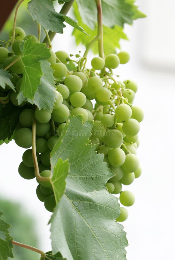 Grape, green stock image. Image of colourful, flavor - 42167173