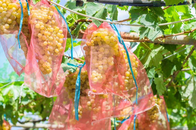 Grape Groves in a Special Protective Net. Stock Image - Image of ...