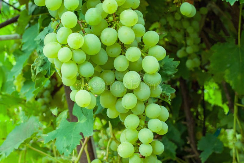 Grape Growing on a Bush in the Garden in the Rays of the Setting Summer ...