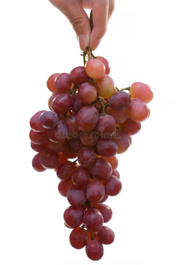 Grape In Hand Picture. Image: 6329839