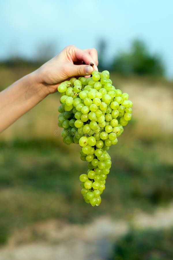 Grape in hand stock image. Image of ripe, healthy, food - 7410361