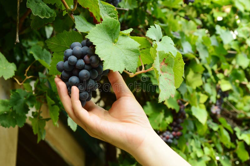 Grape in hand stock image. Image of health, beautiful - 69105273