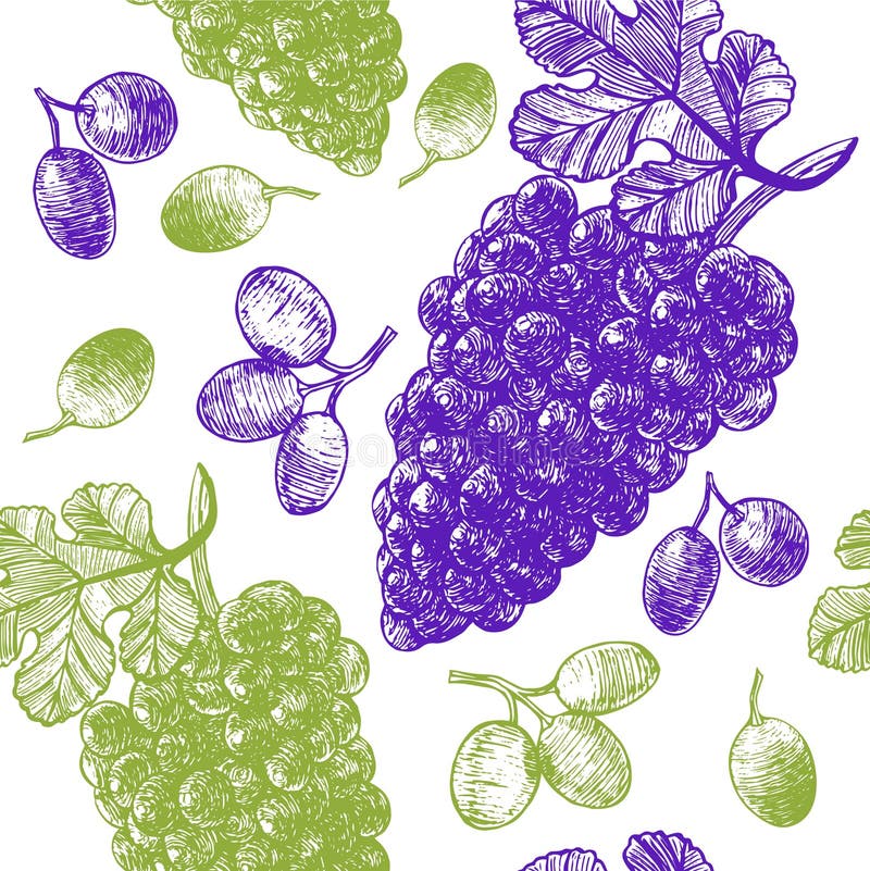 Grape Hand Draw Sketch Background Pattern. Vector Stock Vector ...